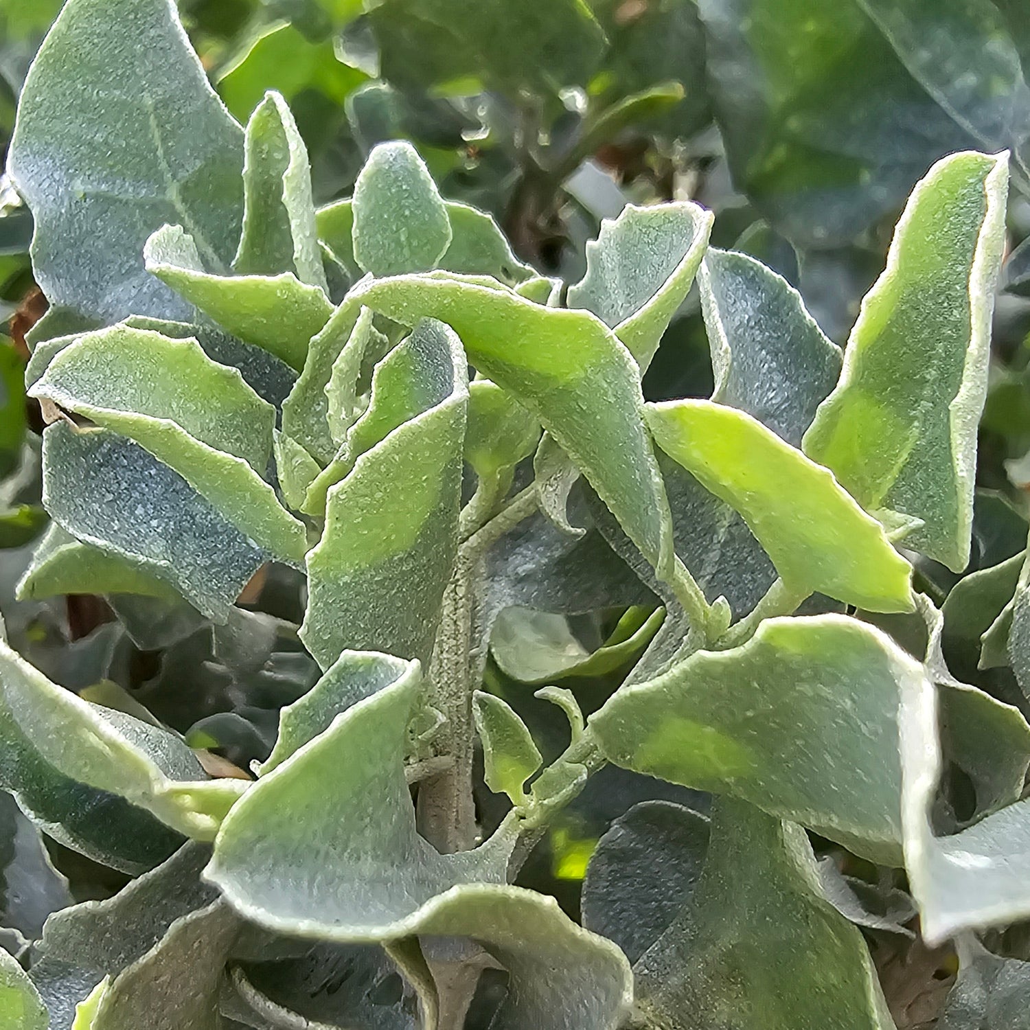 Recipes – Native Oz Bushfoods